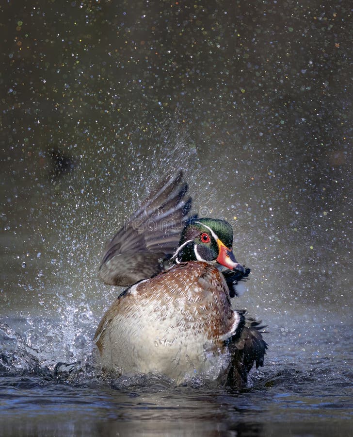 Wood Duck Male Bathing, Splashing and Playing in the Water in Spring ...