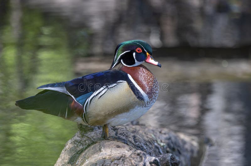 Wood Duck Male Standing on a Log in a Local Pond in Spring Stock Photo ...