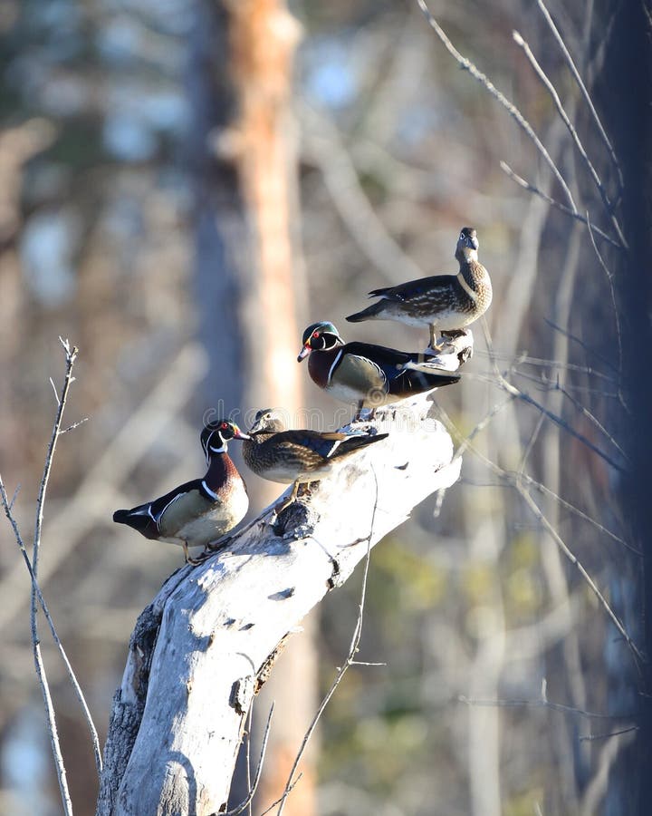 Wood Duck meeing stock photo. Image of water, limb, mating - 50359622