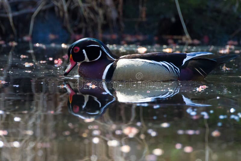 Wood Duck Mirror stock image. Image of flower, covered - 53801613