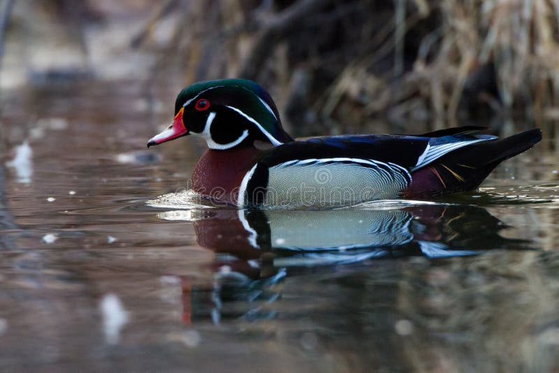Wood Duck Mirror Thatch stock photo. Image of thatch - 53801612