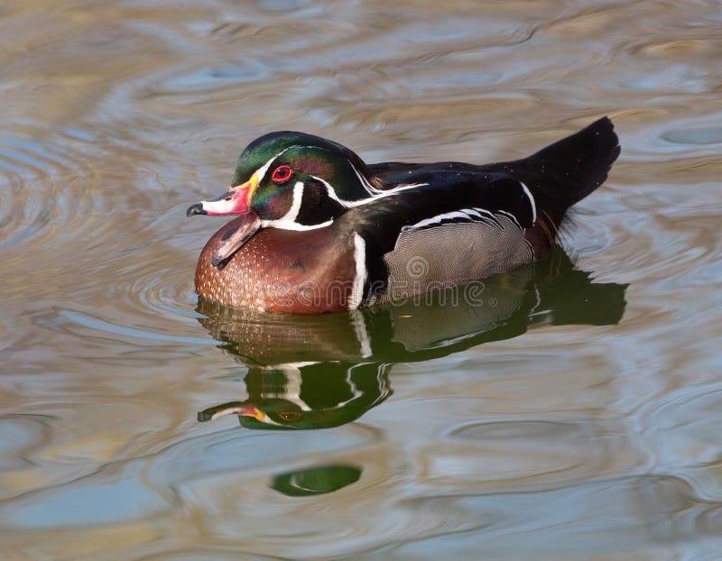 Wood Duck facing camera. stock photo. Image of great - 31113686