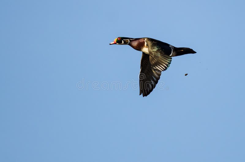Duck Poop Stock Photos - Free & Royalty-Free Stock Photos from Dreamstime