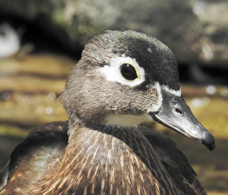 484 Wood Duck Profile Stock Photos - Free & Royalty-Free Stock Photos ...