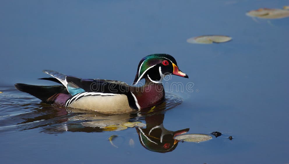 Wood Duck reflections stock photo. Image of sanctuary, hunter - 839064