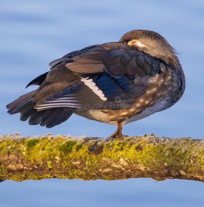 Wood Duck at Rest in Washington State Stock Photo - Image of green ...