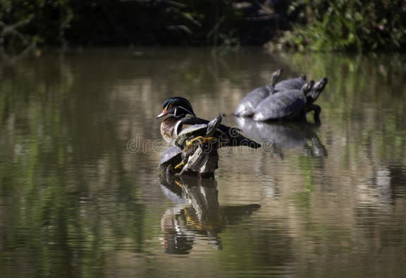 A Wood Duck and Some Turtles Stock Photo - Image of conservative ...