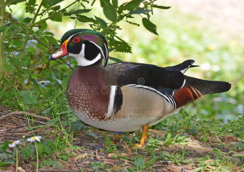 Wood duck in springtime stock image. Image of bird, flower - 70957247