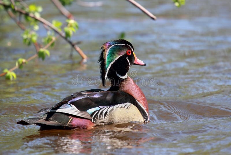 Wood duck during summer stock image. Image of outdoor - 40964815