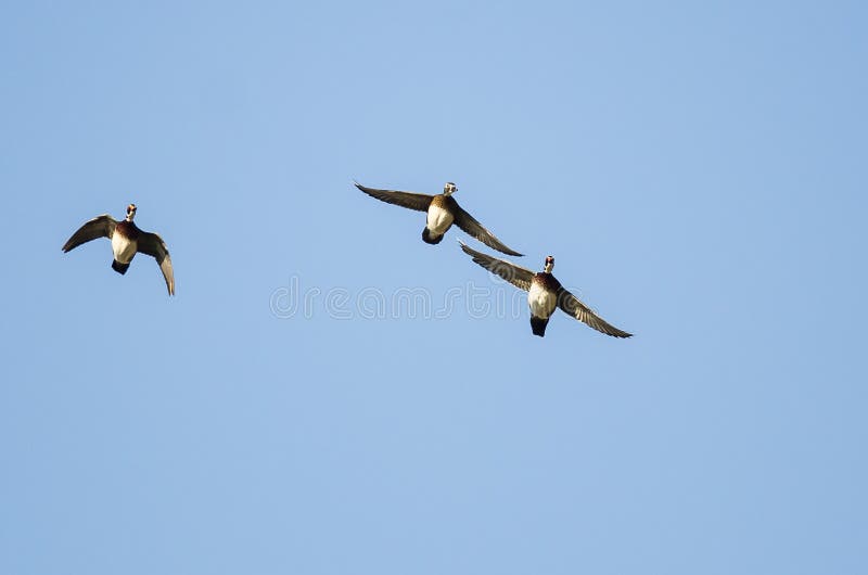 Three Wood Ducks Flying in a Blue Sky Stock Image - Image of wild ...