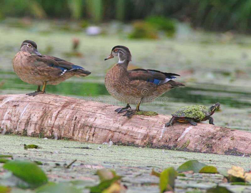 Wood Ducks on a log stock image. Image of wood, reptiles - 3250413