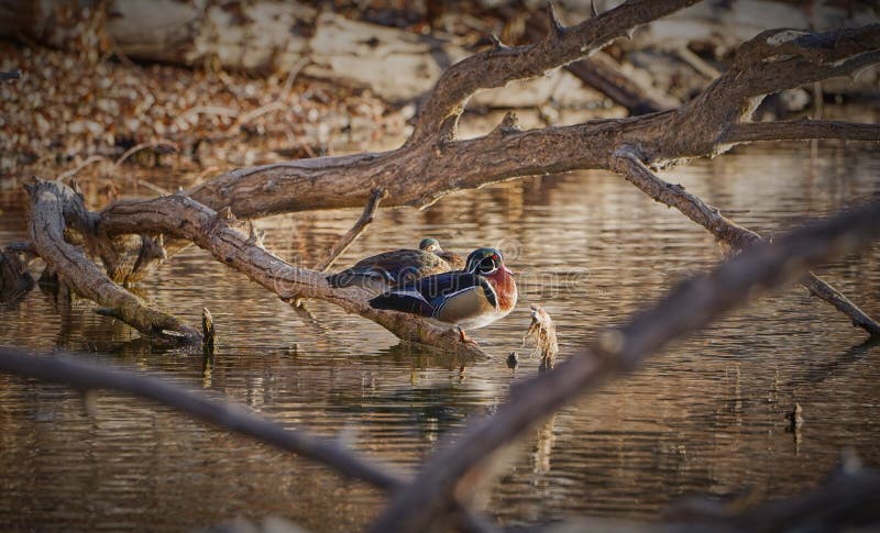 Wood Ducks Resting on Tree Limb Over Water Stock Photo - Image of ...