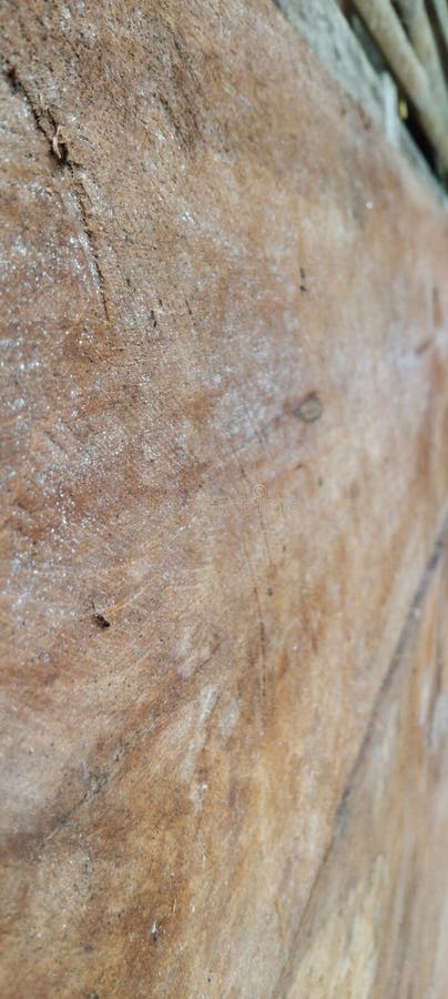 Wood from durian tree stock image. Image of animal, wall - 369393509