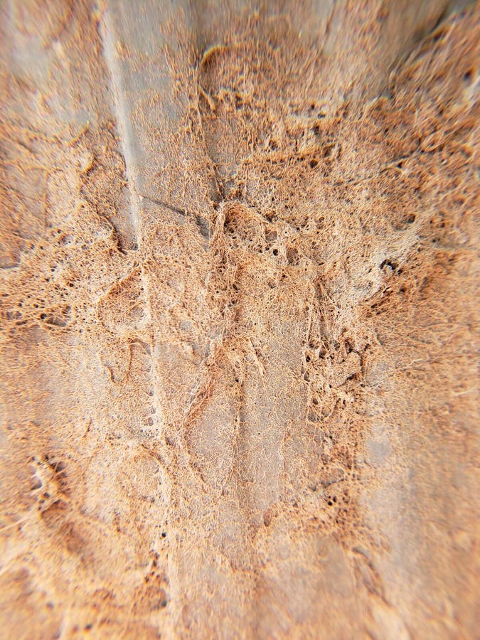 Wood Dust on Spiderweb stock image. Image of wall, brown - 184947297