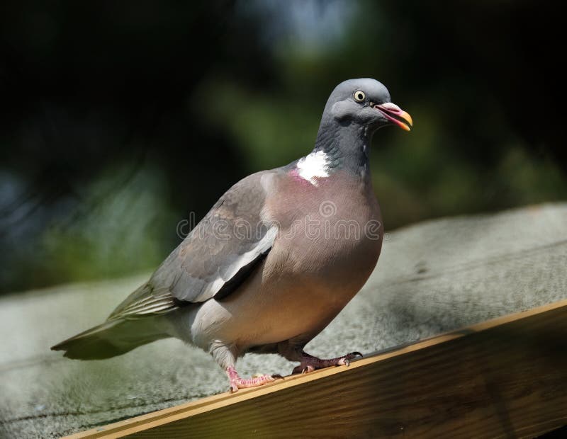 Skogsduva Foton - Gratis och royaltyfria stockfoton från Dreamstime