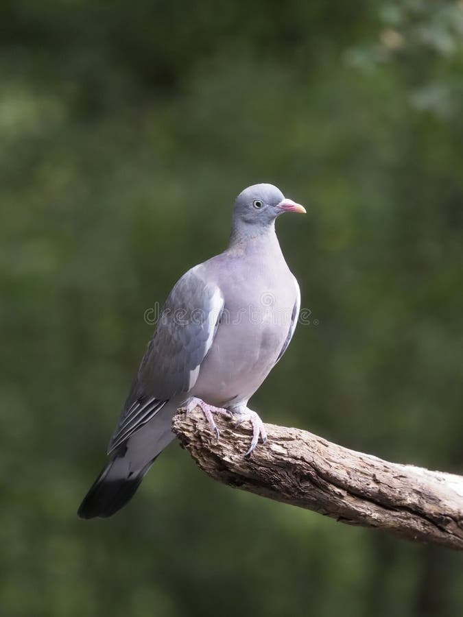 Columbapalumbus, Skogsduva. Arkivfoto - Bild av angus: 28436032
