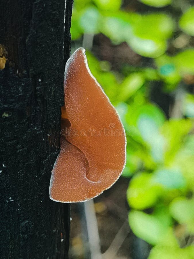 Wood Ear Fungus on a Tiny Tree Stock Photo - Image of vertical, plant ...