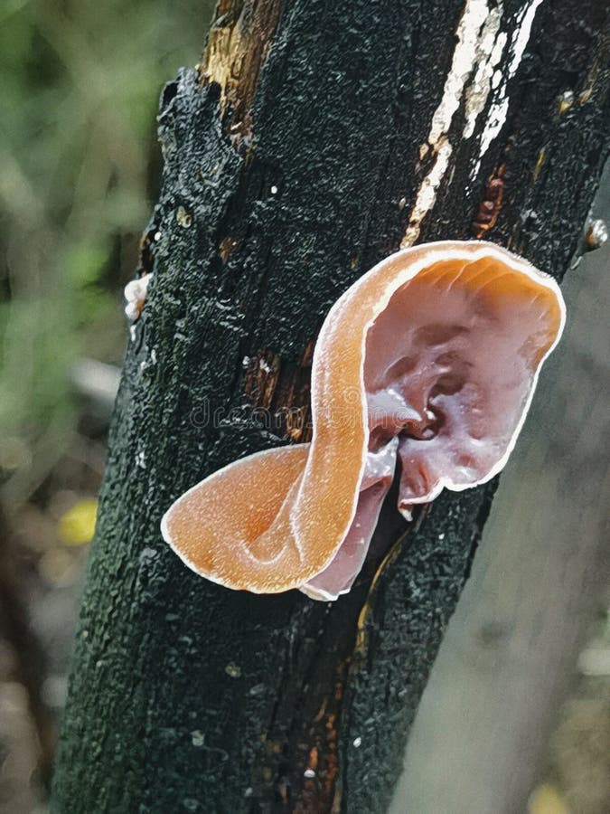 Wood Ear Fungus on a Tiny Tree, Vertical Stock Photo - Image of ...