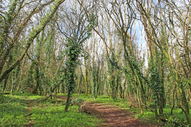 Wood in early Spring stock image. Image of trees, leaf - 196692409