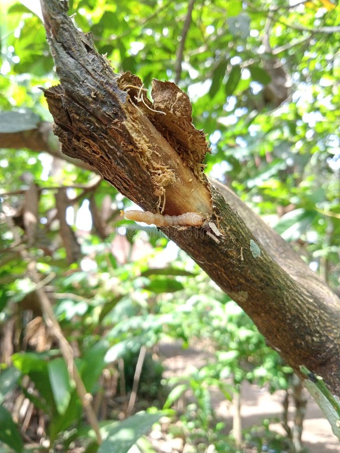 Bird Eating Caterpillar Eating Plant Stock Photos - Free & Royalty-Free ...