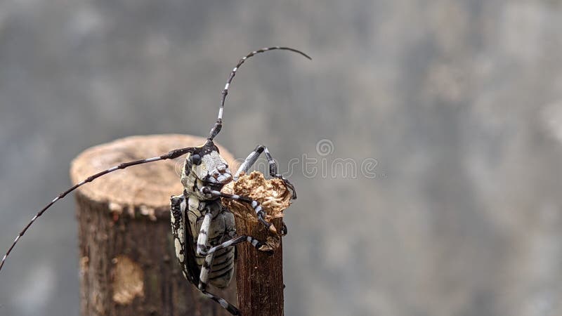 Wood-eating Longhorned Beetle Stock Photo - Image of eating, longhorned ...