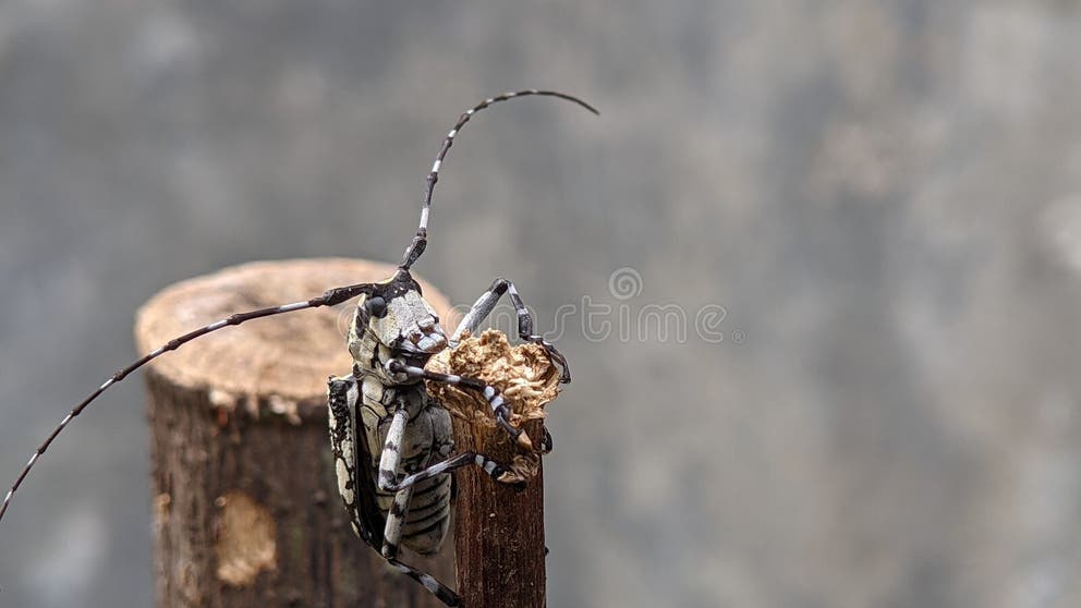 Wood-eating Longhorned Beetle Stock Photo - Image of eating, longhorned ...