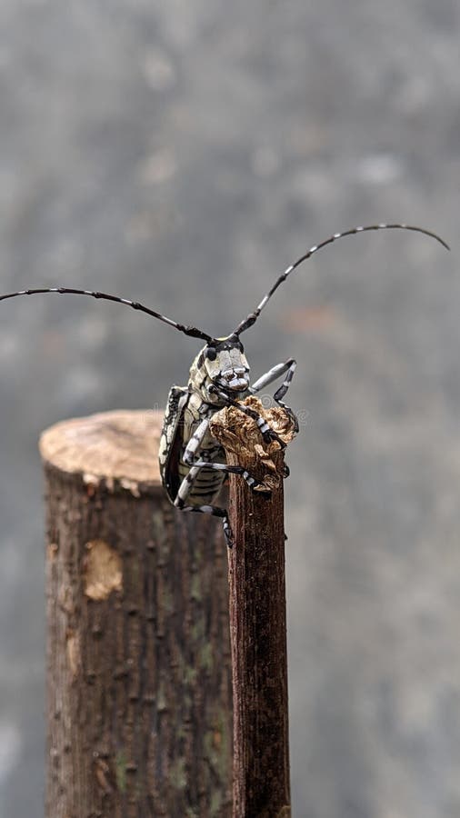 Wood-eating Longhorned Beetle Stock Photo - Image of antennae, beetle ...