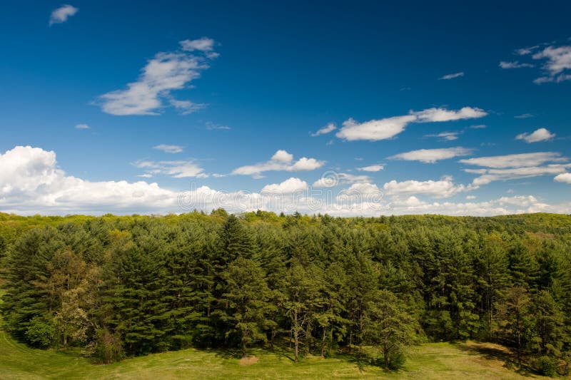 Wood edge stock image. Image of sunny, forest, grassland - 7163371