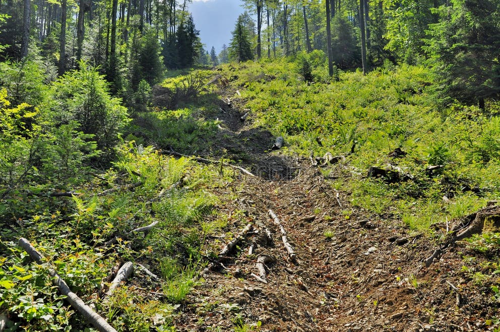 Wood Exploitation Funicular Path Stock Photo - Image of global, natural ...