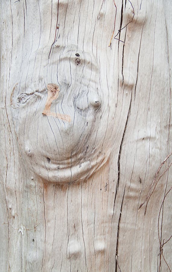 Wood Eye with Natural Wood Pattern Background Stock Image - Image of ...