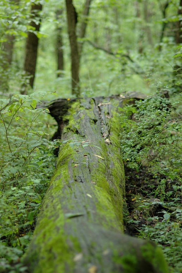 Wood stock image. Image of felled, wood, environment - 172680783