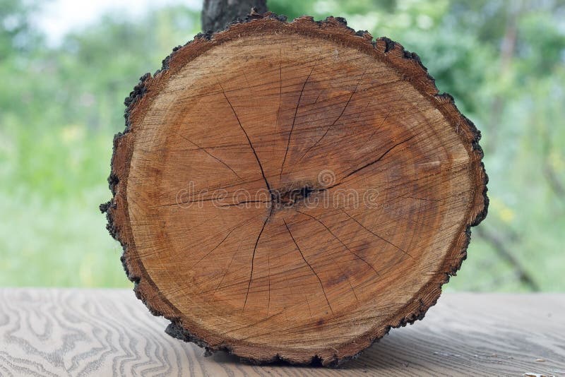 Wood - firewood stock photo. Image of chain, chopped, cutting - 270278