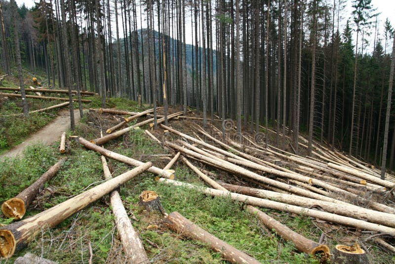 Wood felling stock image. Image of wood, cutting, industry - 35994403