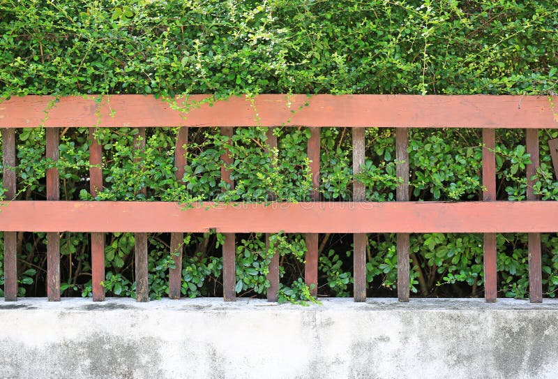 Wood Fence and Leaf Wall in the Garden Stock Image - Image of natural ...