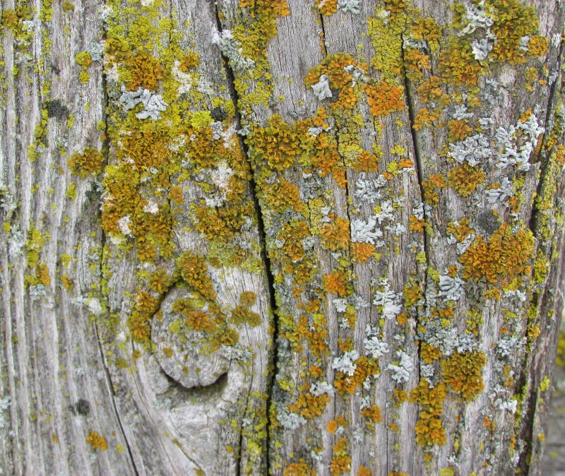 Wood Fence Post with Moss stock photo. Image of side - 49065526