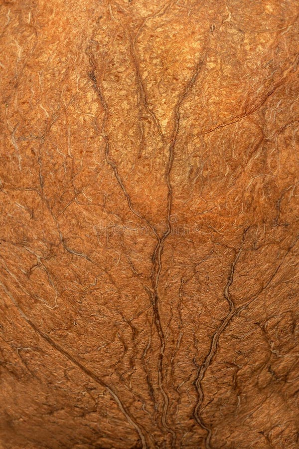 Wood Fiber Texture of Nutshell Stock Image - Image of coconut, pattern ...