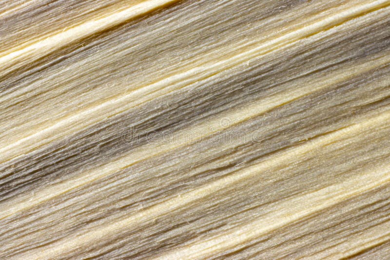 Wood Fibers - Natural Natural Background for Design Stock Image - Image ...
