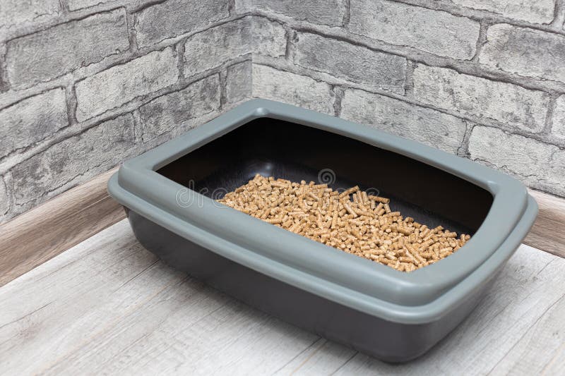 Cat Litter Box is on the Floor in the Room Stock Image - Image of ...