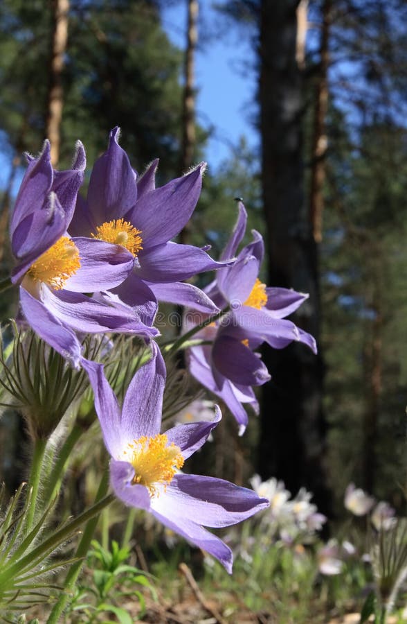 Wood flowers. stock photo. Image of green, spring, flora - 5048640
