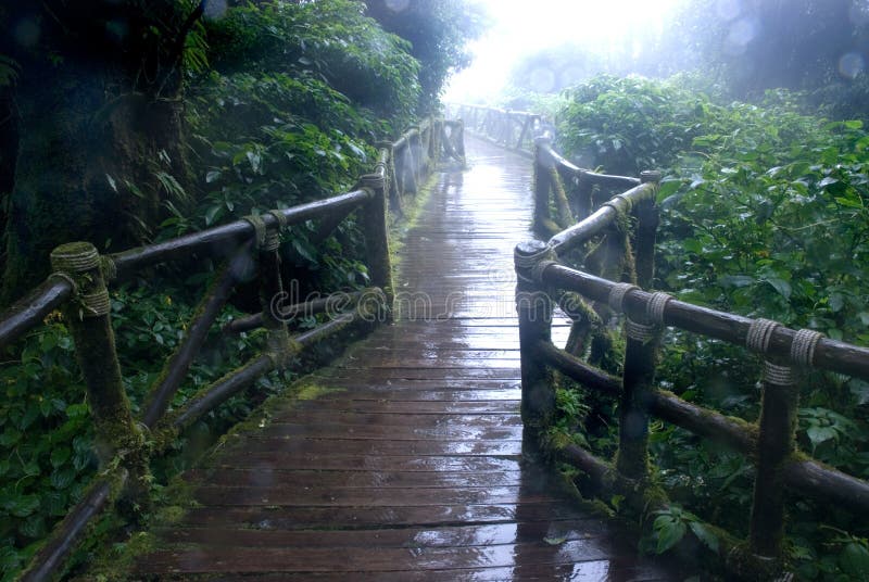 Wood footpath. stock photo. Image of green, line, branch - 19351548