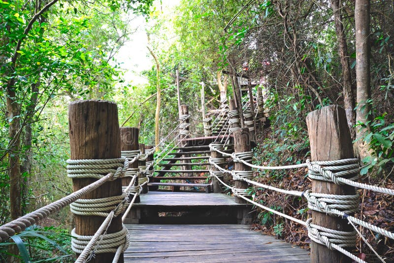 Wood footpath stock photo. Image of park, quiet, nature - 24652870