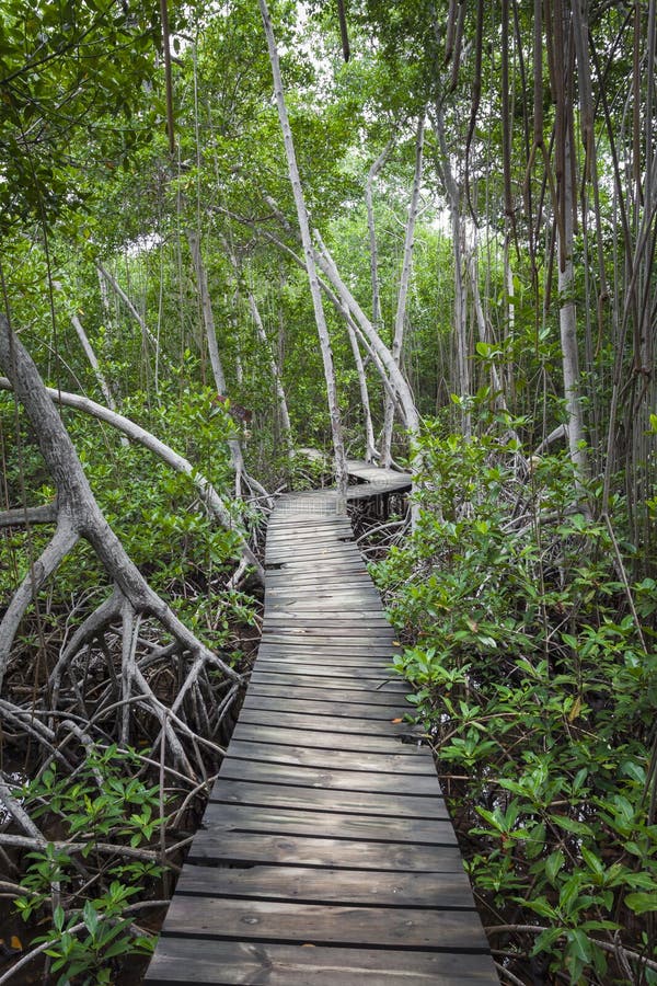 Wood Footpath in Tropical Rain Forest in Colombia. Stock Photo - Image ...