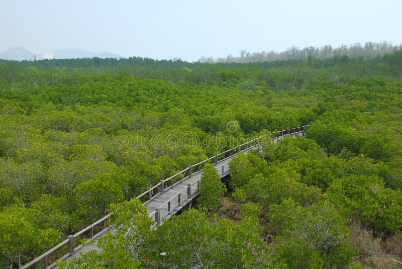 Wood footpath stock photo. Image of plant, bridge, wood - 31875078