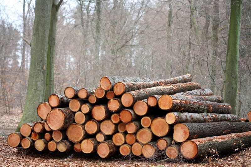 Wood in the forest stock image. Image of landscapes, colour - 1086431