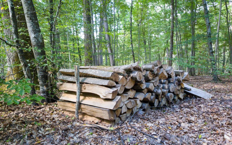 Wood in forest stock image. Image of nature, wildlife - 194094309