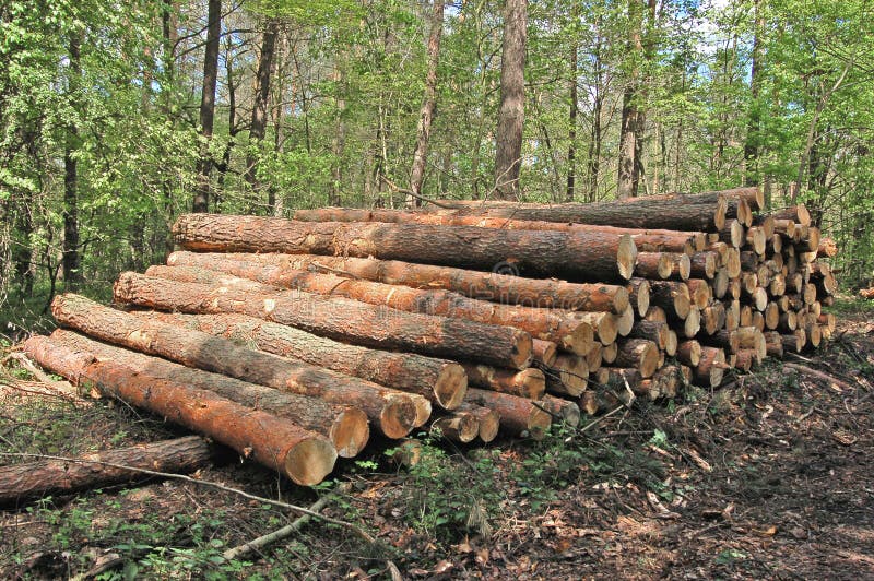 Wood in forest stock image. Image of carpentry, pine, brown - 4558587