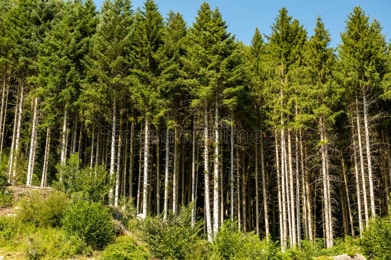 Wood Forest. Background Pine Forest. Wood Forest Landscape. Peaceful ...