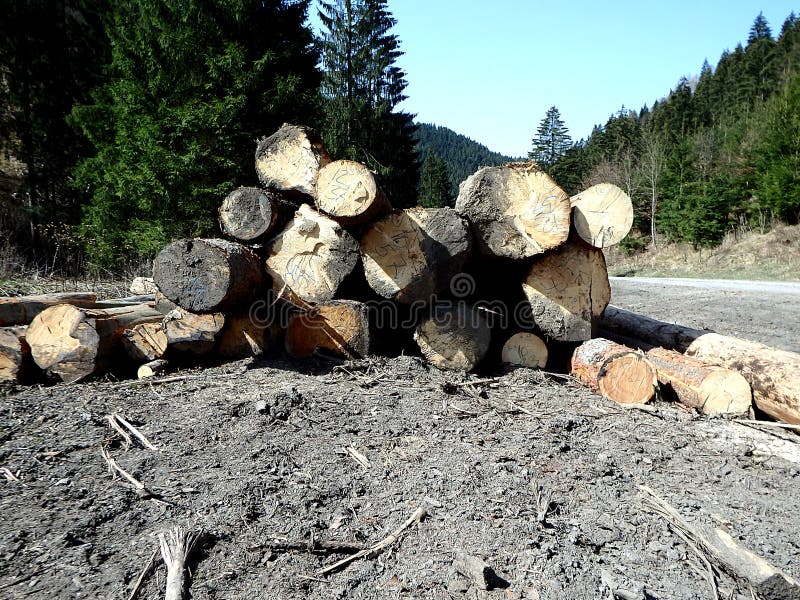 Forest after Wood Extraction Stock Photo - Image of firewood, branch ...