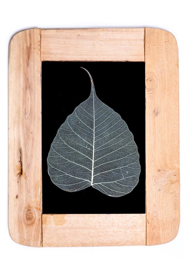 Wood frame and pho leaves stock image. Image of vein - 63236607