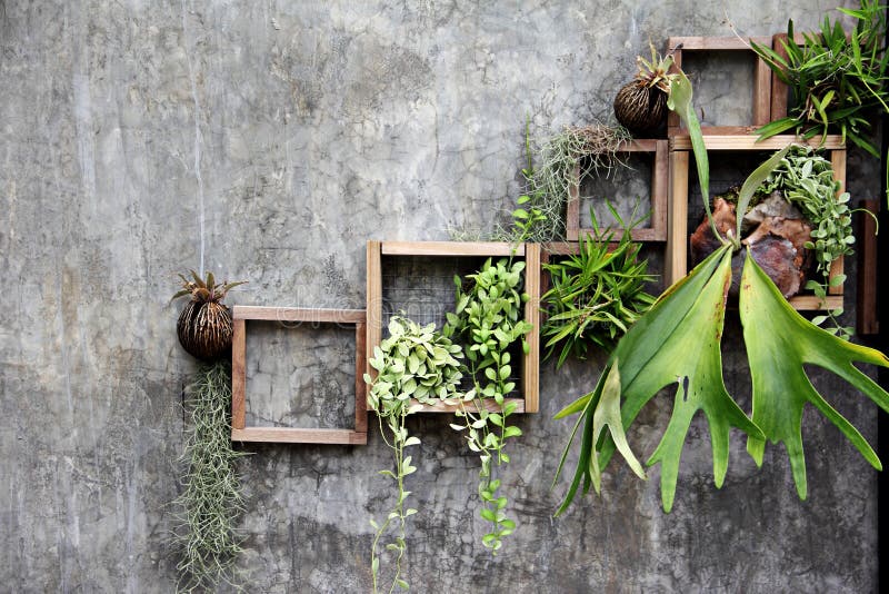 Wood Frame with Some Plant on the Wall Stock Photo - Image of fence ...